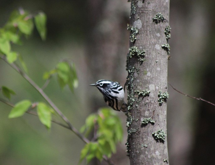 Shepaug Greenway | Explore Washington CT