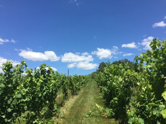 Spring Hill Vineyards - Explore Washington CT