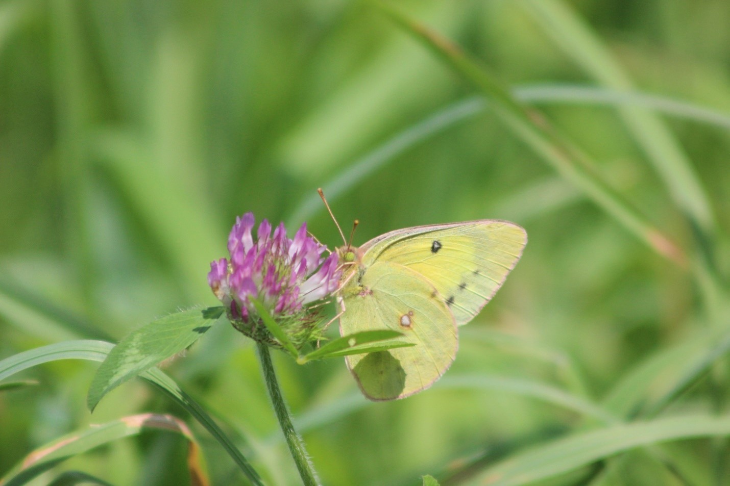 Pollinator Meadow Assessment: A Citizen Science Opportunity - Explore ...
