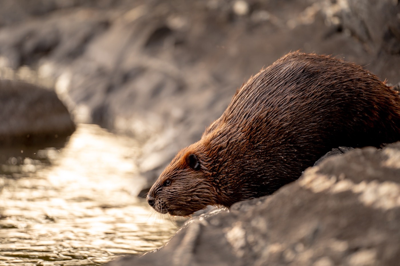 An Exploration in Nature: Bee Brook's Busy Beaver - Explore Washington CT