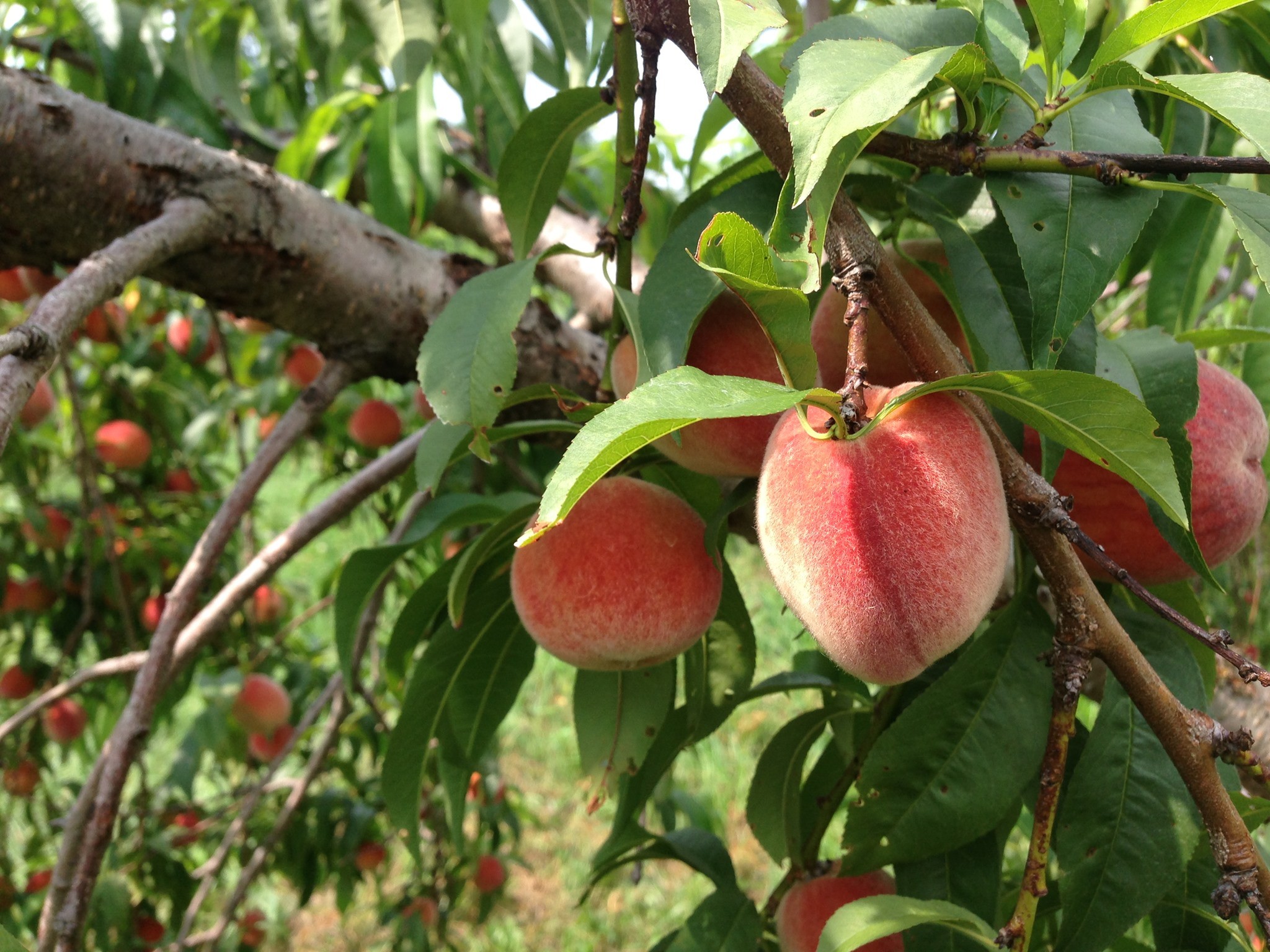 Starberry Farm - Explore Washington CT