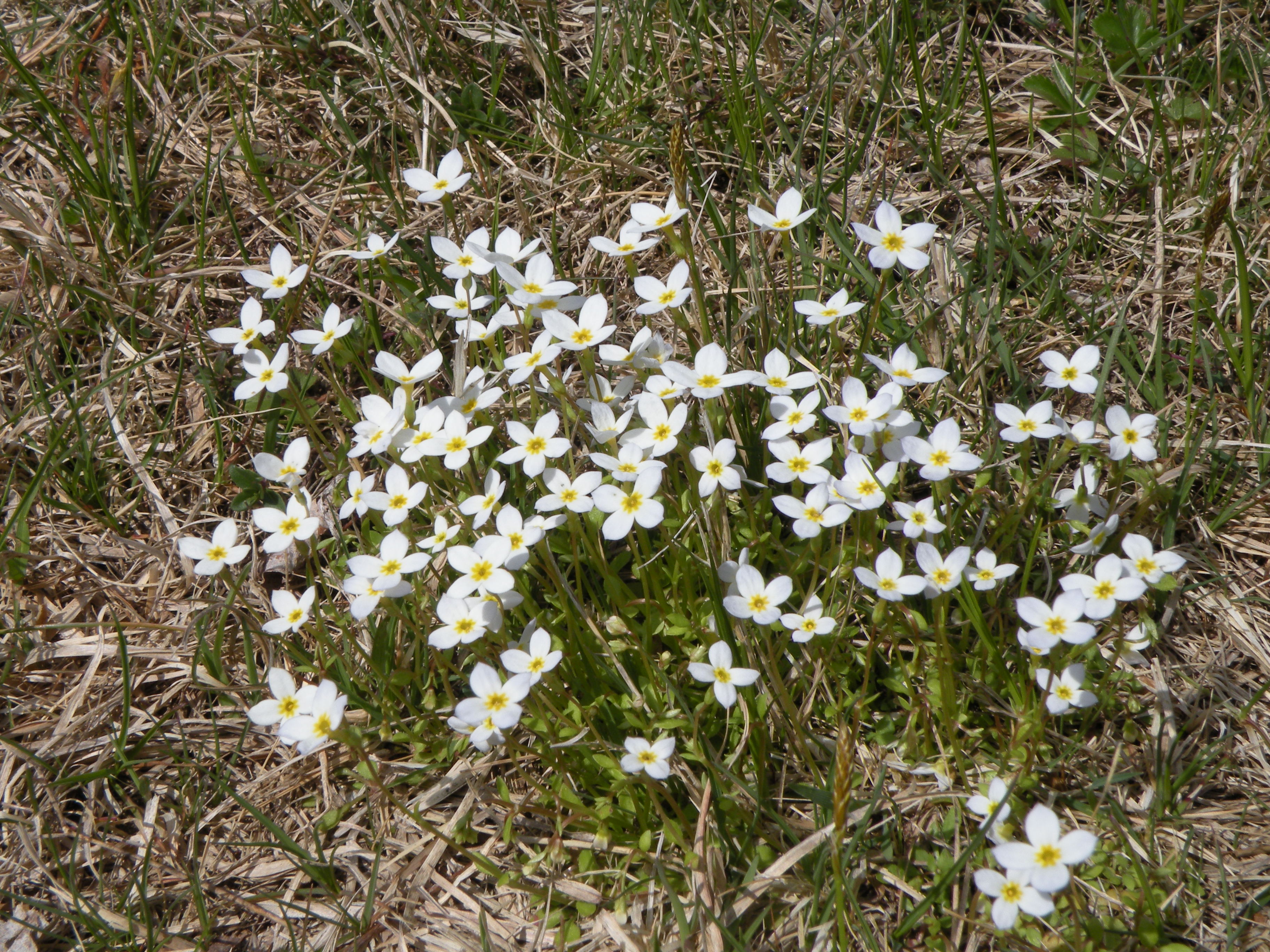 Spring Wildflower Walk - Explore Washington CT