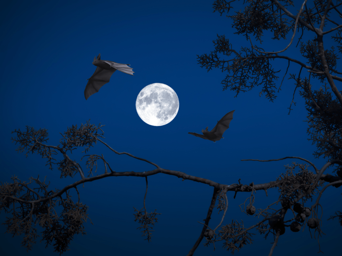 Bats: Earth’s Allies with Gerry Griswold - Explore Washington CT
