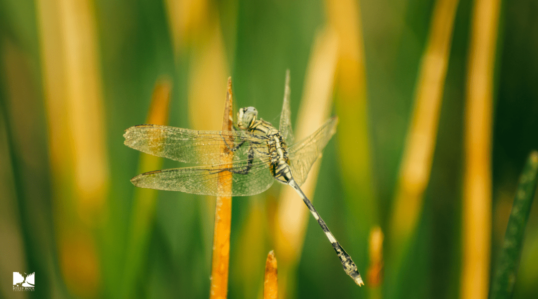 Odonata (Dragonfly and Damselfly) Survey Blitz - Explore Washington CT