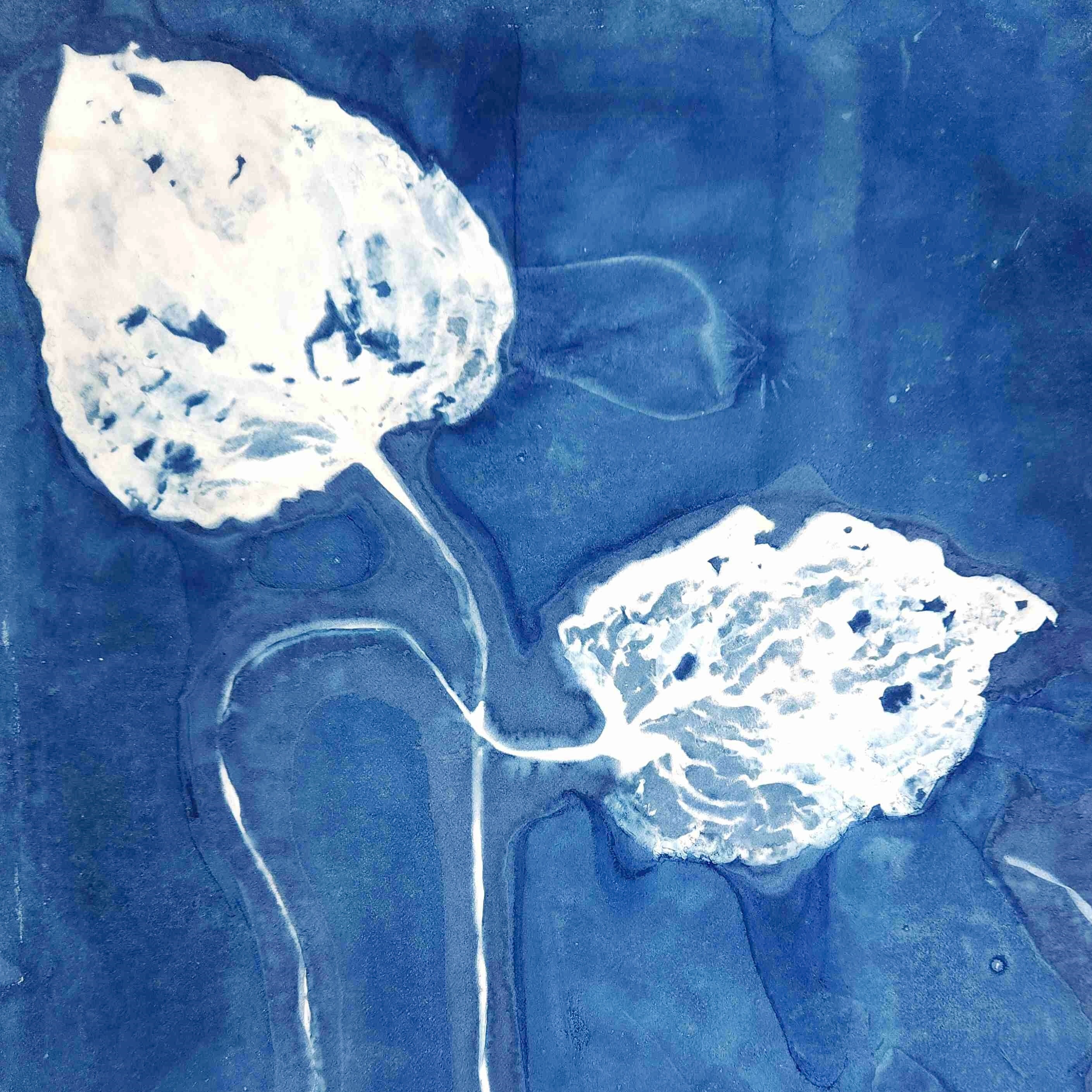 Botanical Cyanotypes Workshop - Explore Washington CT