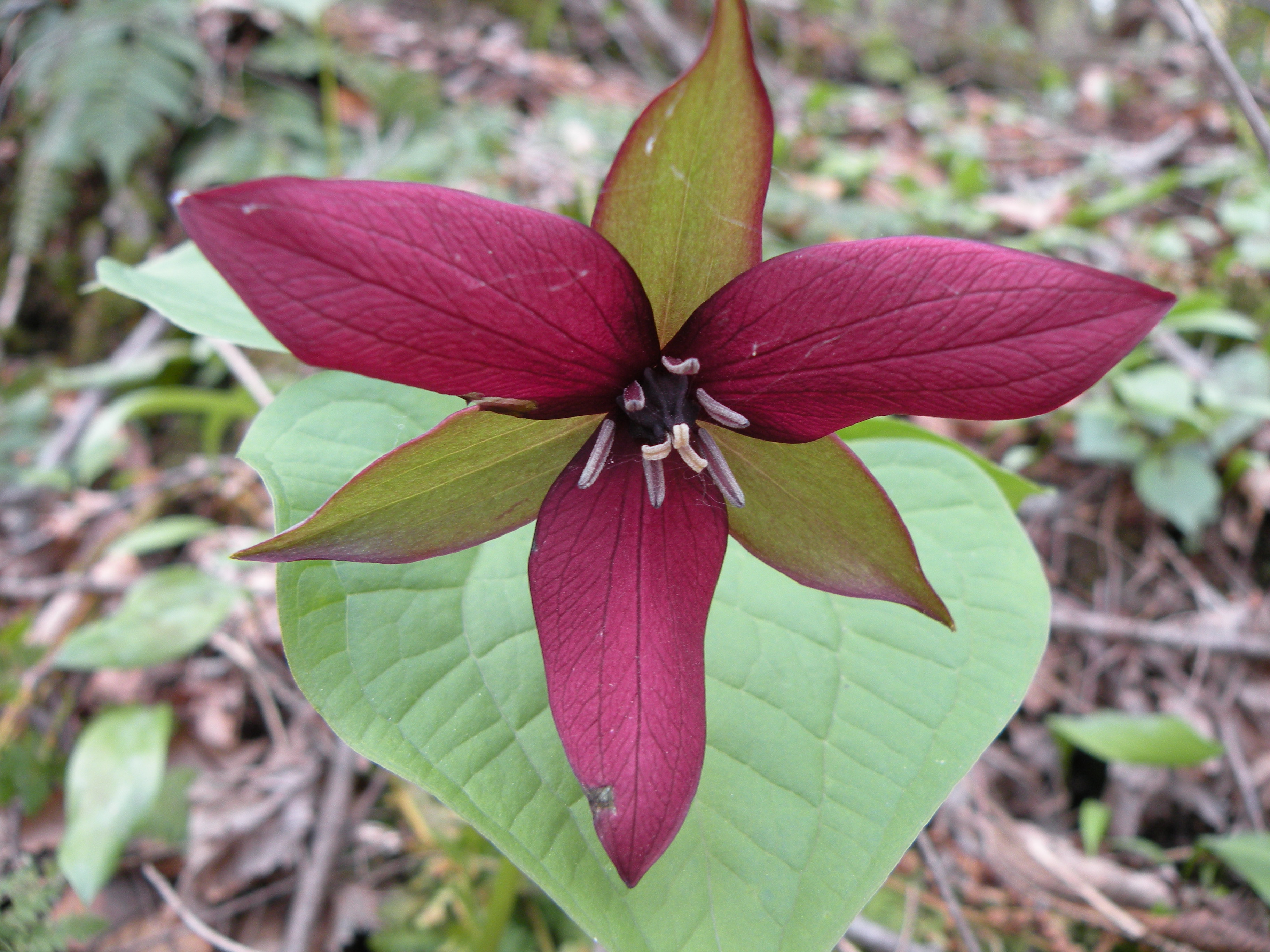 Spring Wildflower Walk - Explore Washington CT